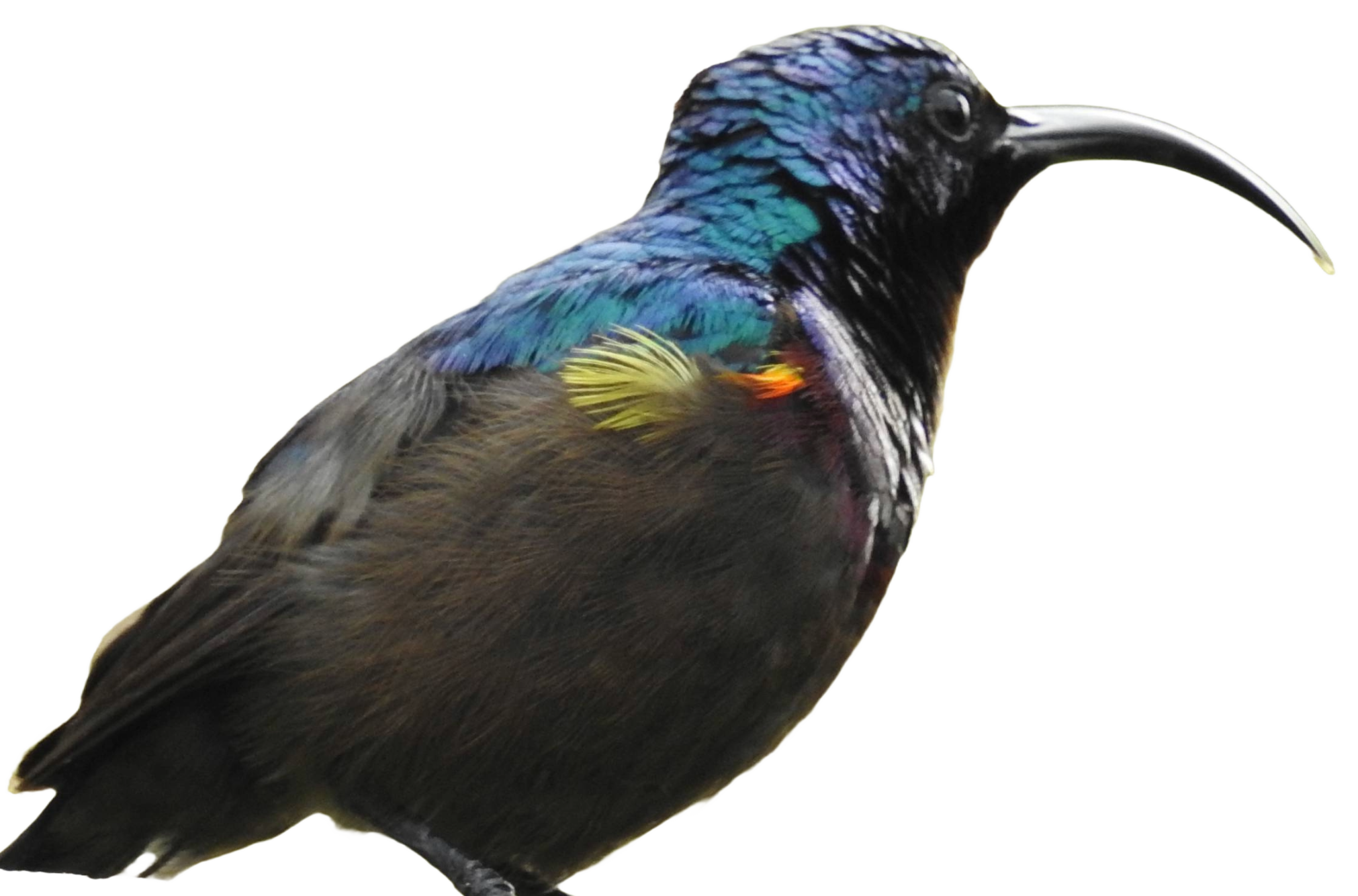 26 Purple Birds with Pictures and Identification - World Birds Life