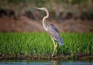 14 Different Types of Herons in Florida 2025 - World Birds Life