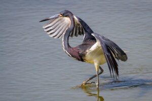 14 Different Types of Herons in Florida 2025 - World Birds Life