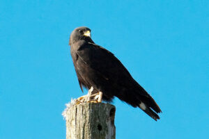 12 Types of Hawks in Michigan with identification - World Birds Life