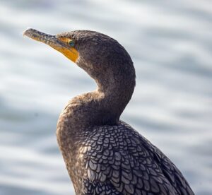 Types of Cormorants: A Birdwatcher’s Guide