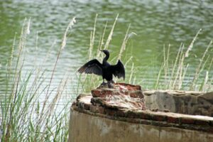 Types of Cormorants: A Birdwatcher’s Guide
